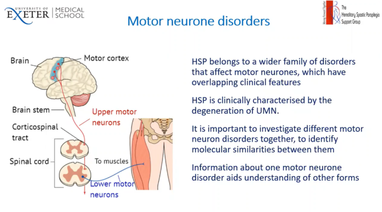 The molecular basis of HSP | HSP Support Group